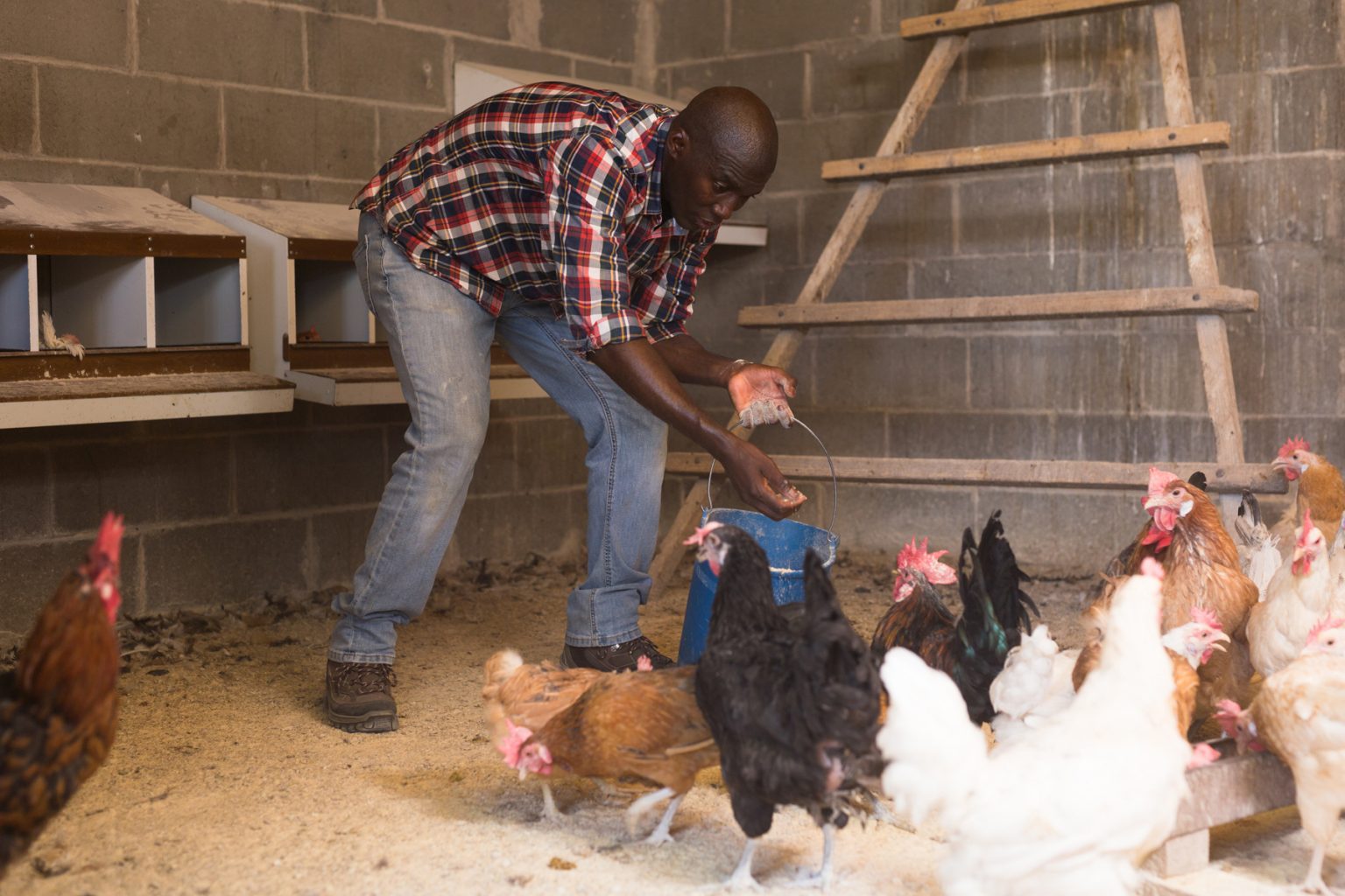 Making Your Own Chicken Feed - Backyard Poultry